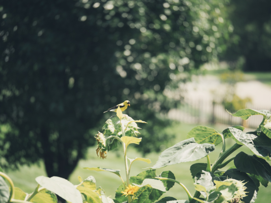 bird watching - Design For Mankind